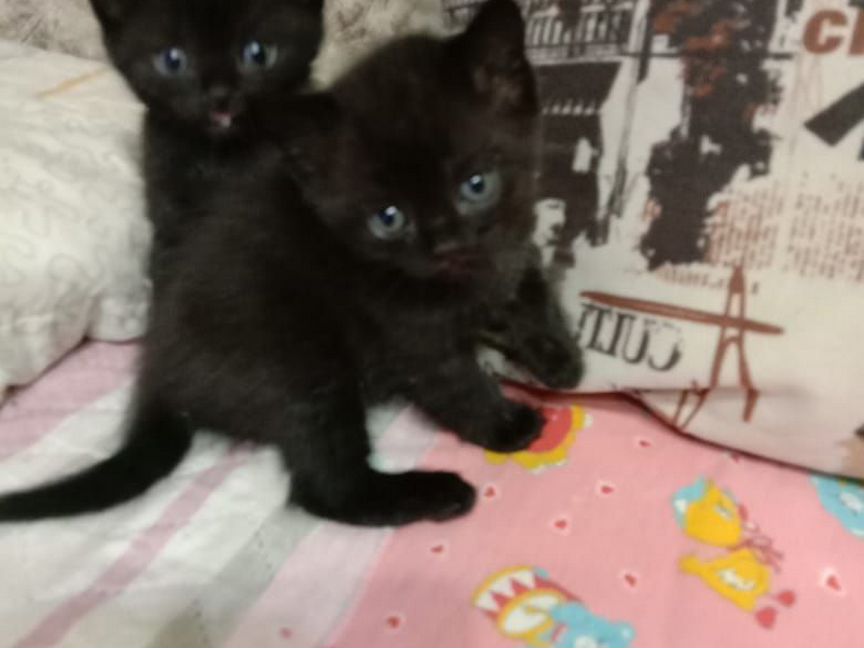 Шотландские котята