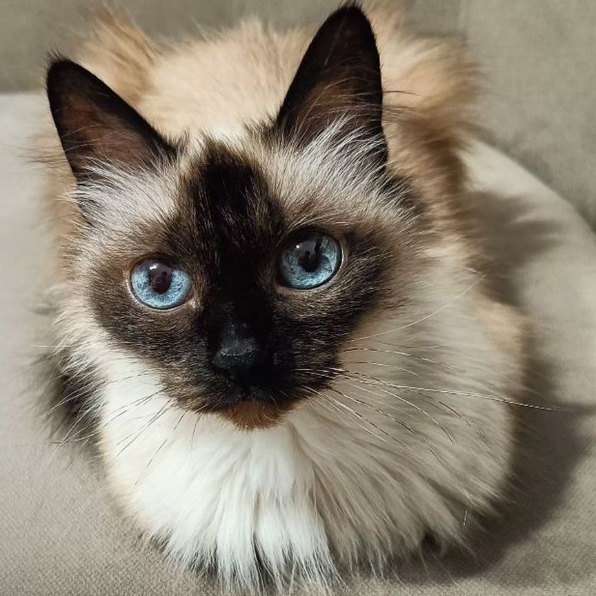Сиамская, взрослая кошка