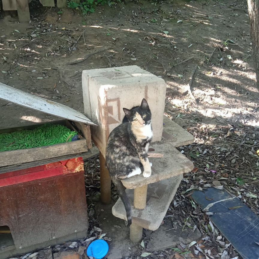 Кошки дворовые. Ржевка