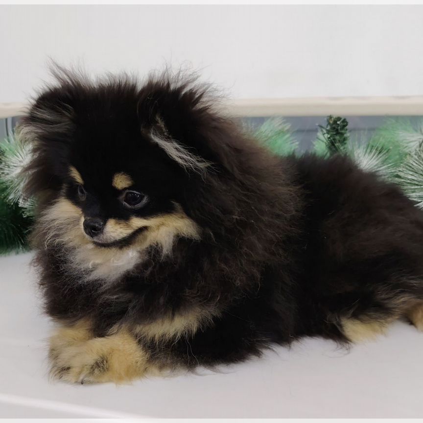 Померанский шпиц, щенок