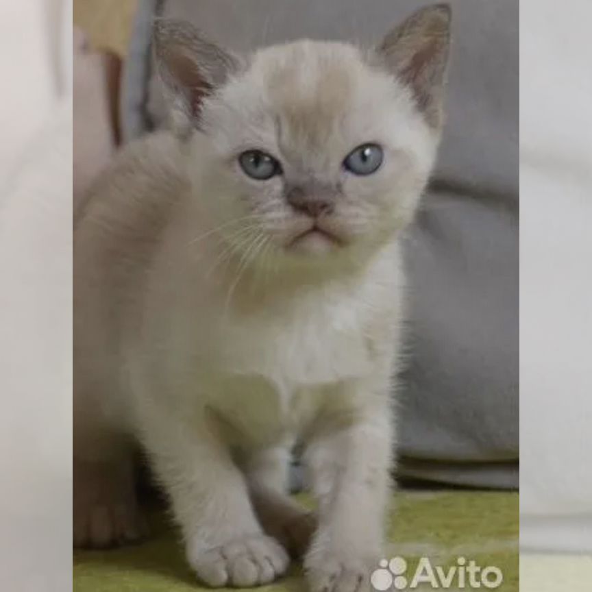 Европейский бурманский котёнок