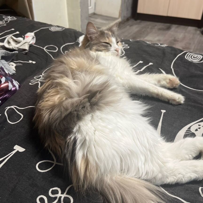 Кошечка стерилизованная в добрые руки