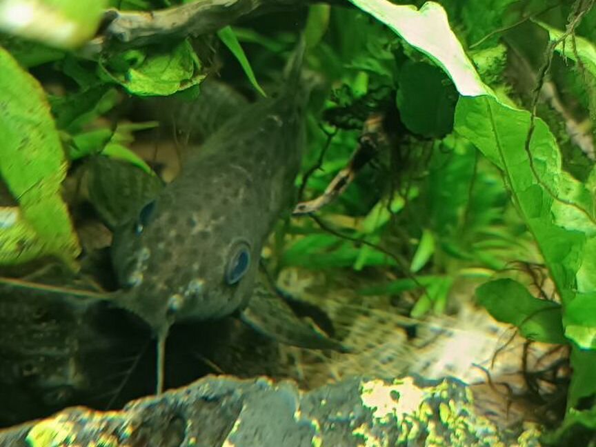 Сом кукушка