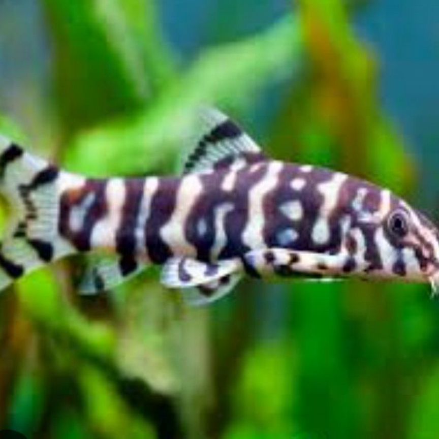 Боция мраморная