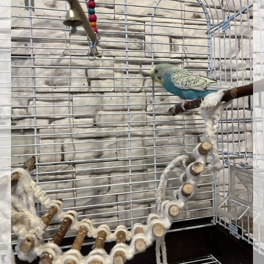 Волнистый попугай