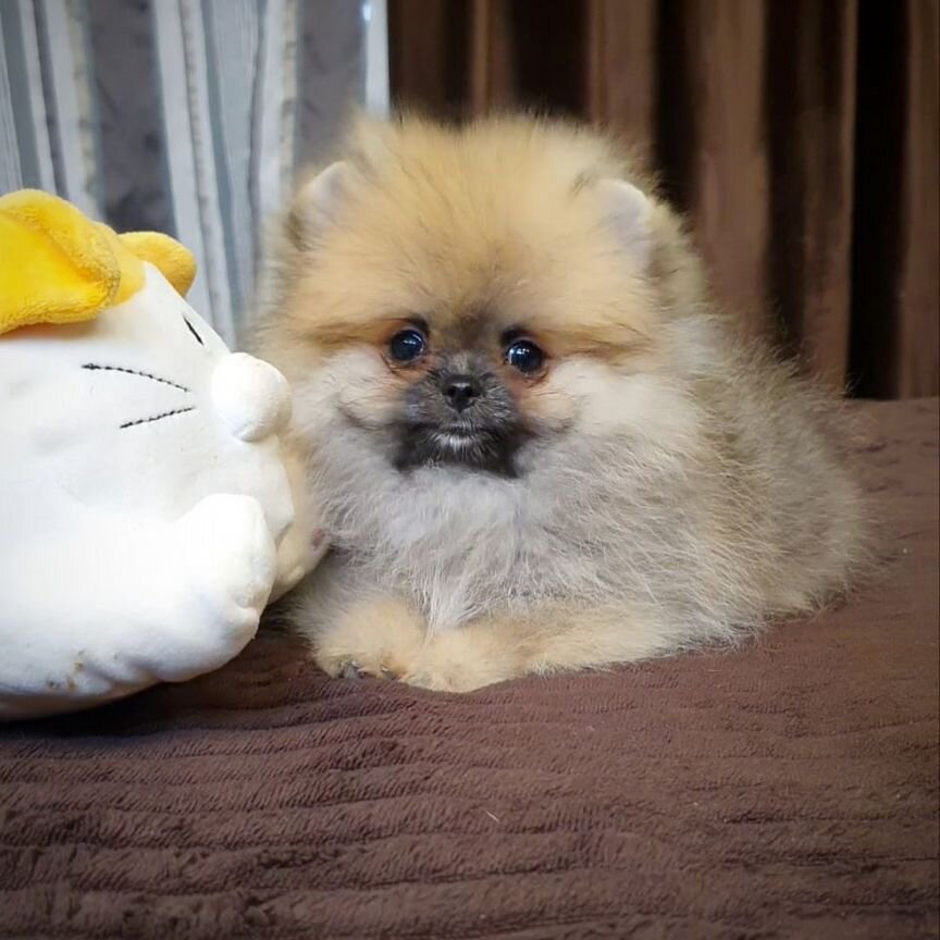 Померанский шпиц микро девочка