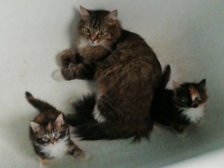 Котята сибирской кошки