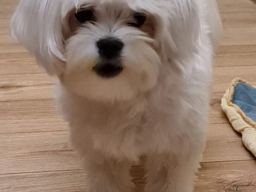 Отдадим в добрые руки Мальтезе мальчик 2,5 года