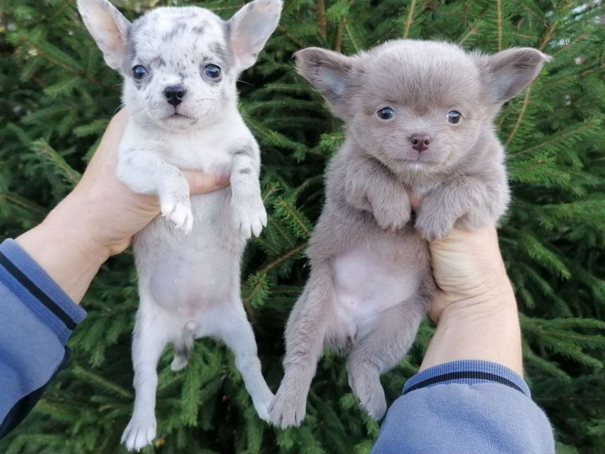 Цветные девочки чиха