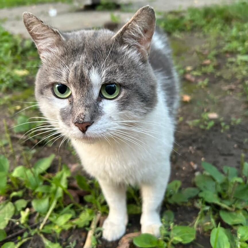 Замечательный котик ждёт своего человека