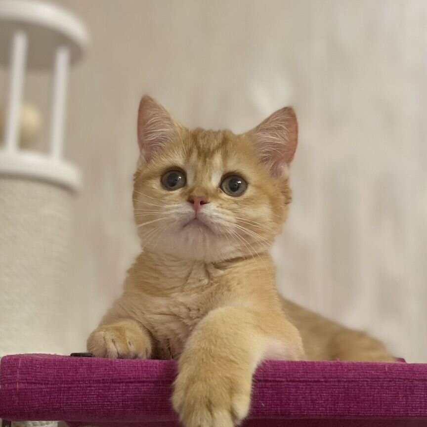 Шотландская девочка