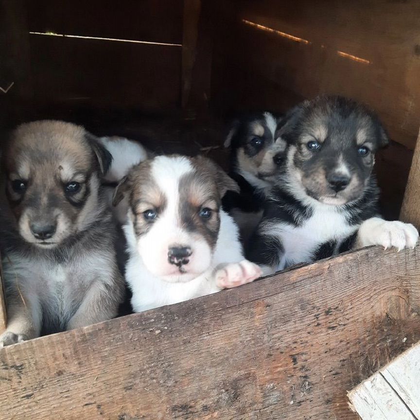 Щеночки 1 месяц