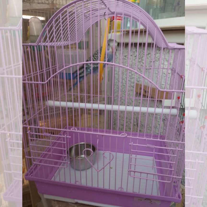 Волнистый попугай с клеткой