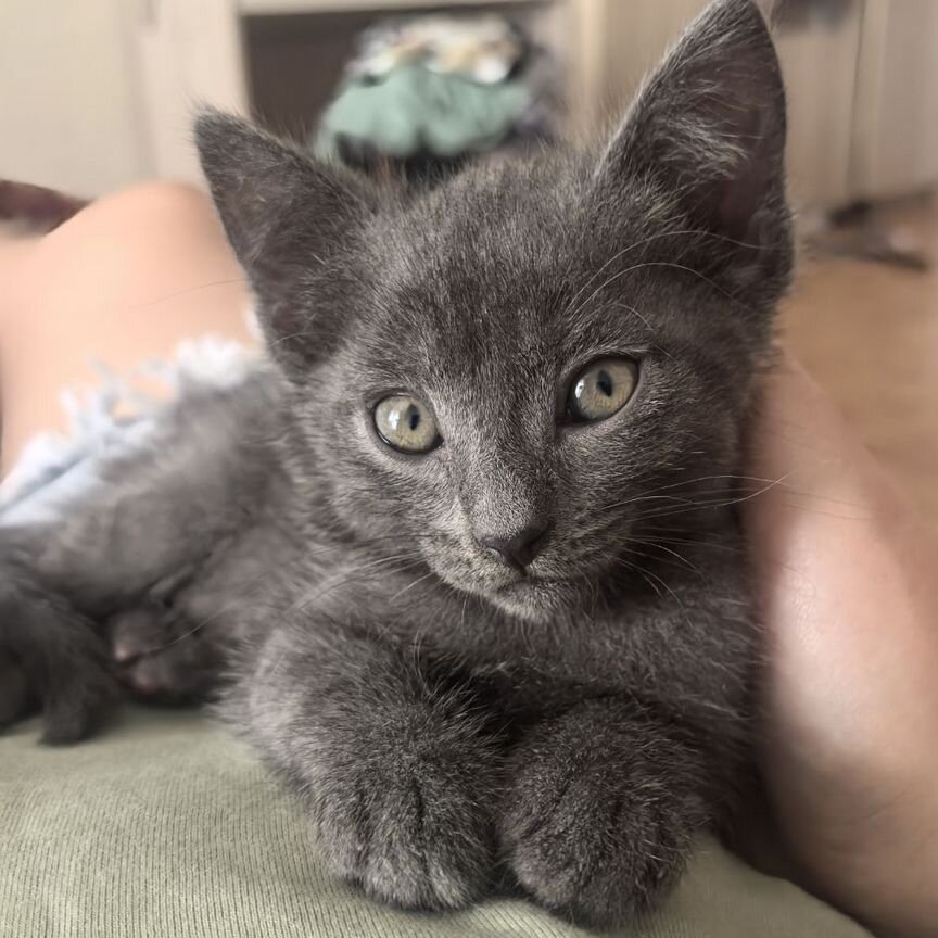 Котёнок в добрые руки