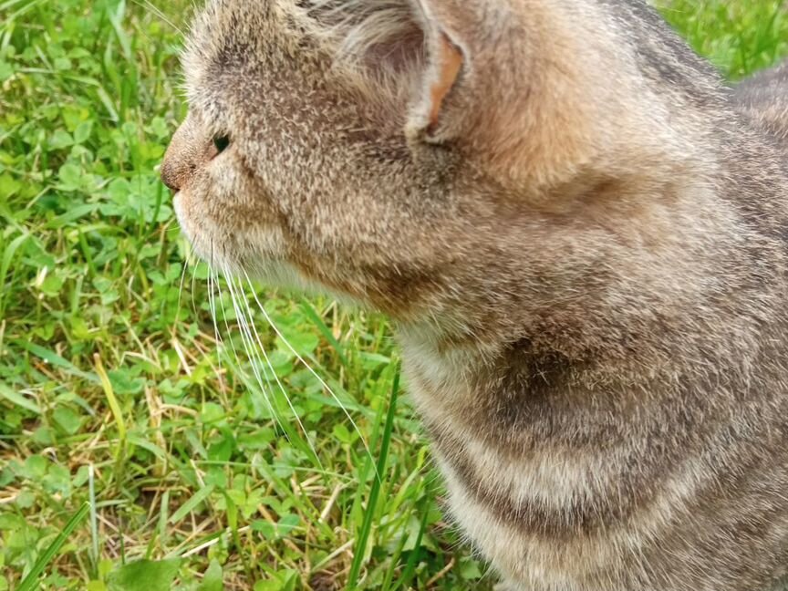 Кошка Сококе