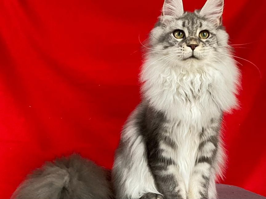 Мэйн-кун котенок 8 месяцев девочка
