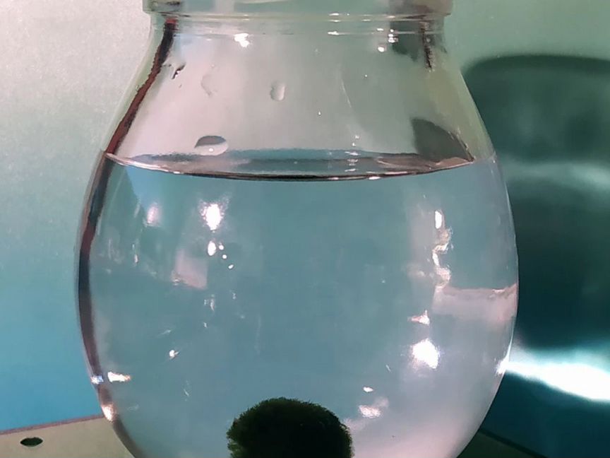 Водоросли маримо