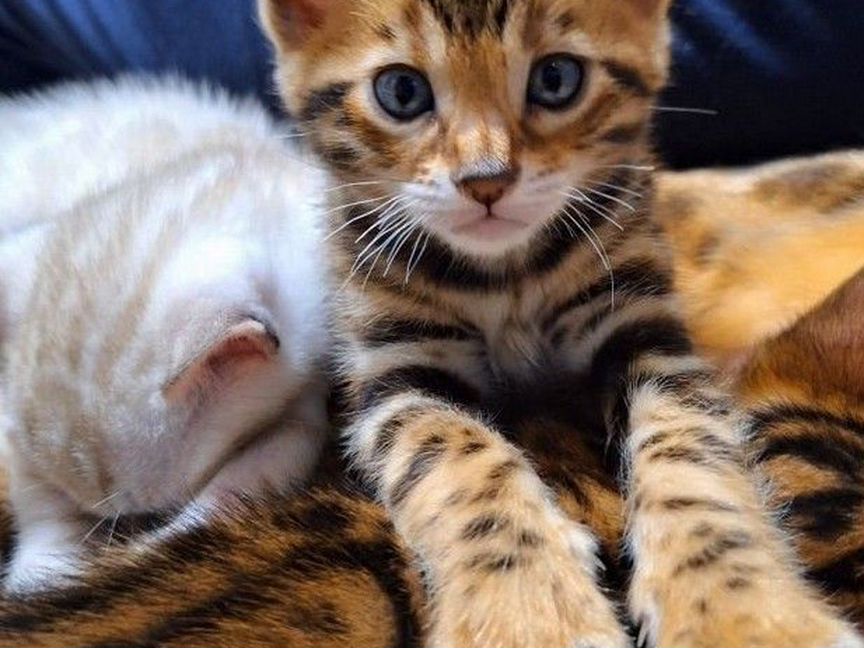 Бенгальские котята