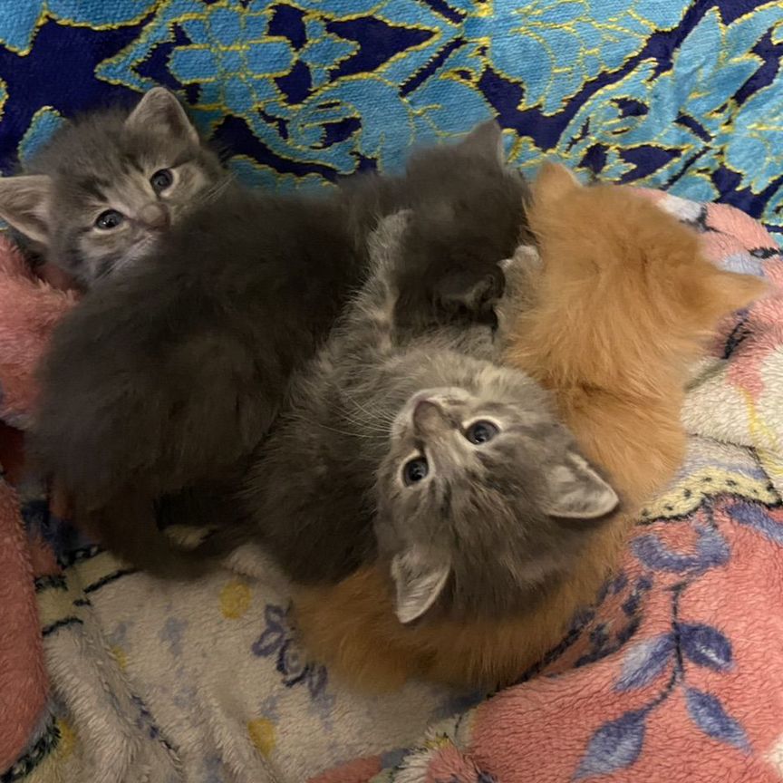 Котята в добрые руки бесплатно