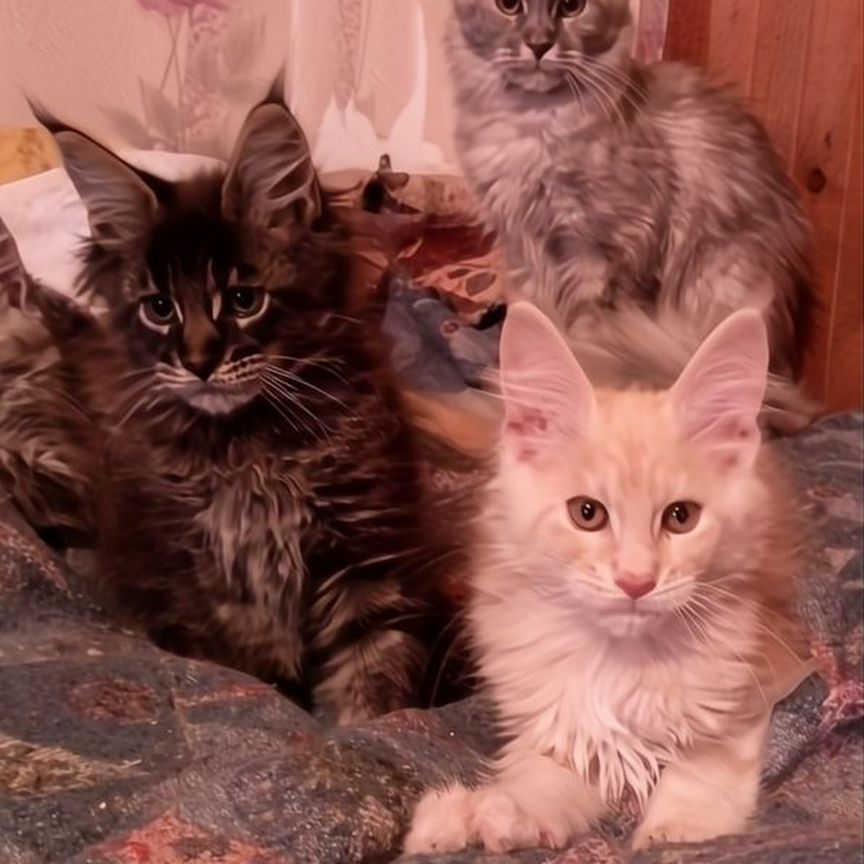 Мейн-кун котёнок