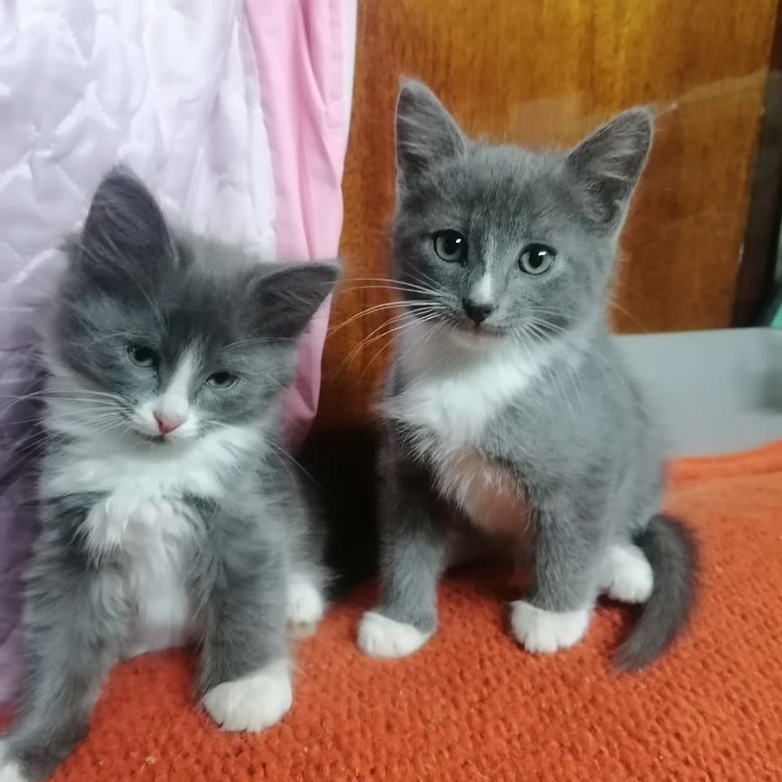 Котята в добрые руки