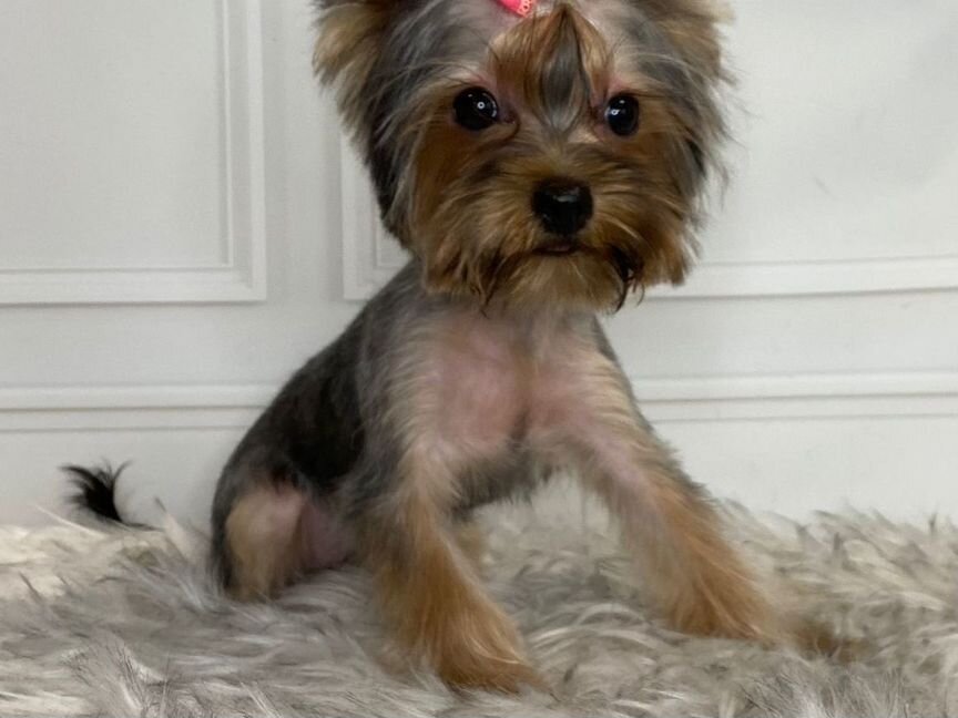 Маленькие собачки мини