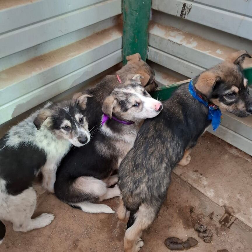 Щенки в дар