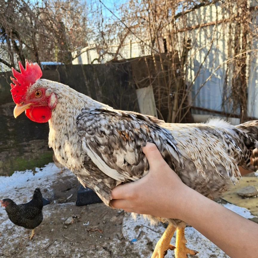 Молодые петухи