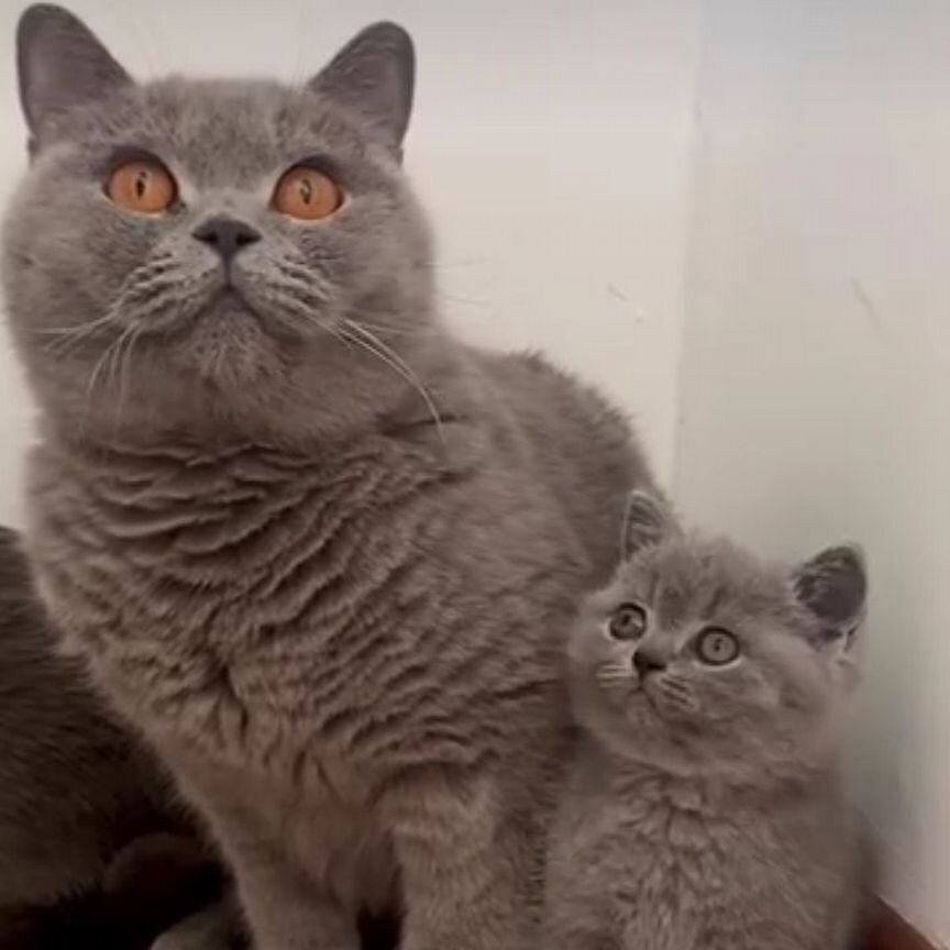 Британские котята
