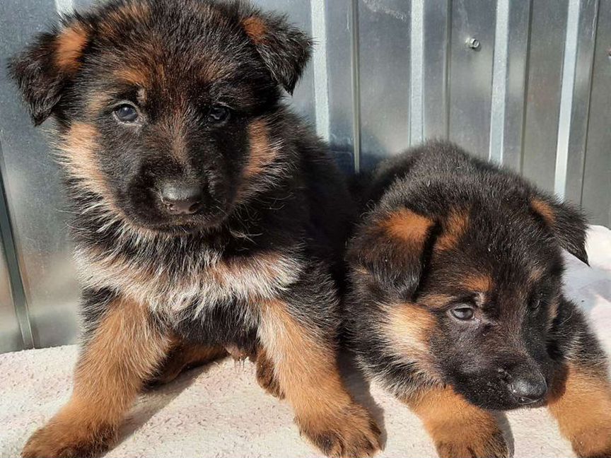 Чистокровные немчики