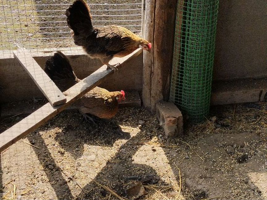 Карликовые курочки