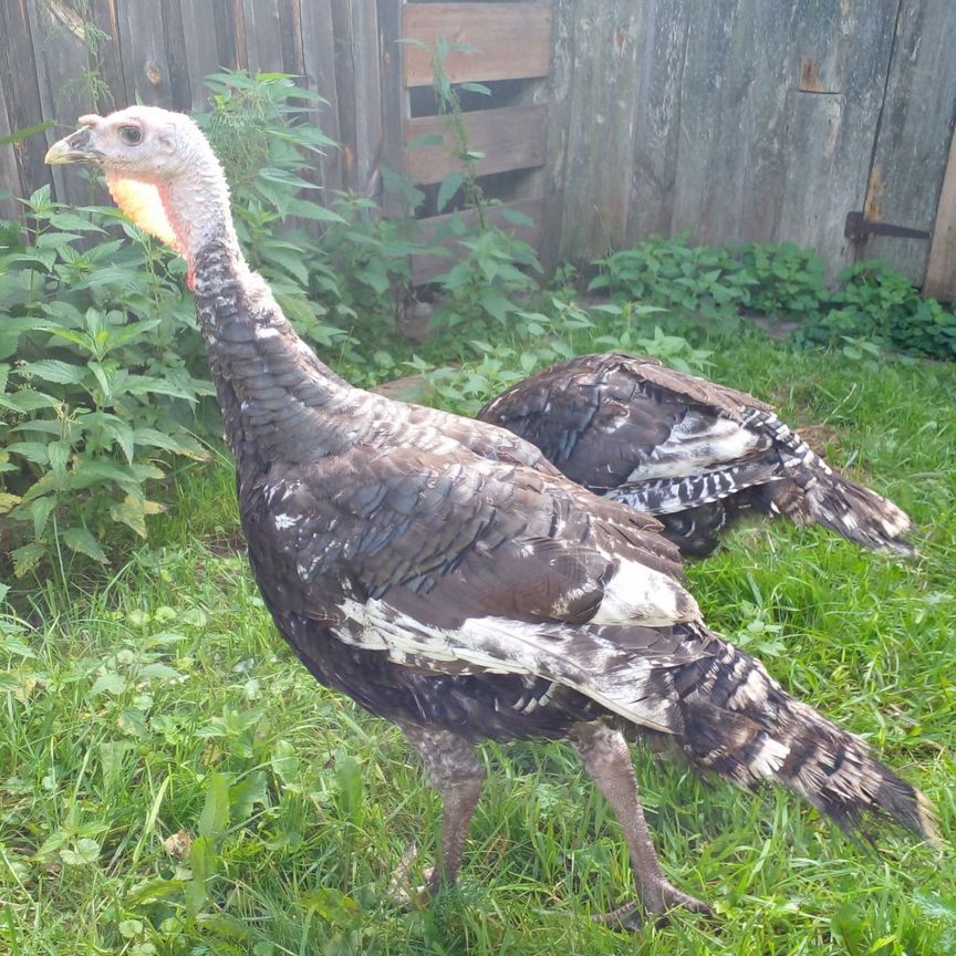 Индюшки и индюки