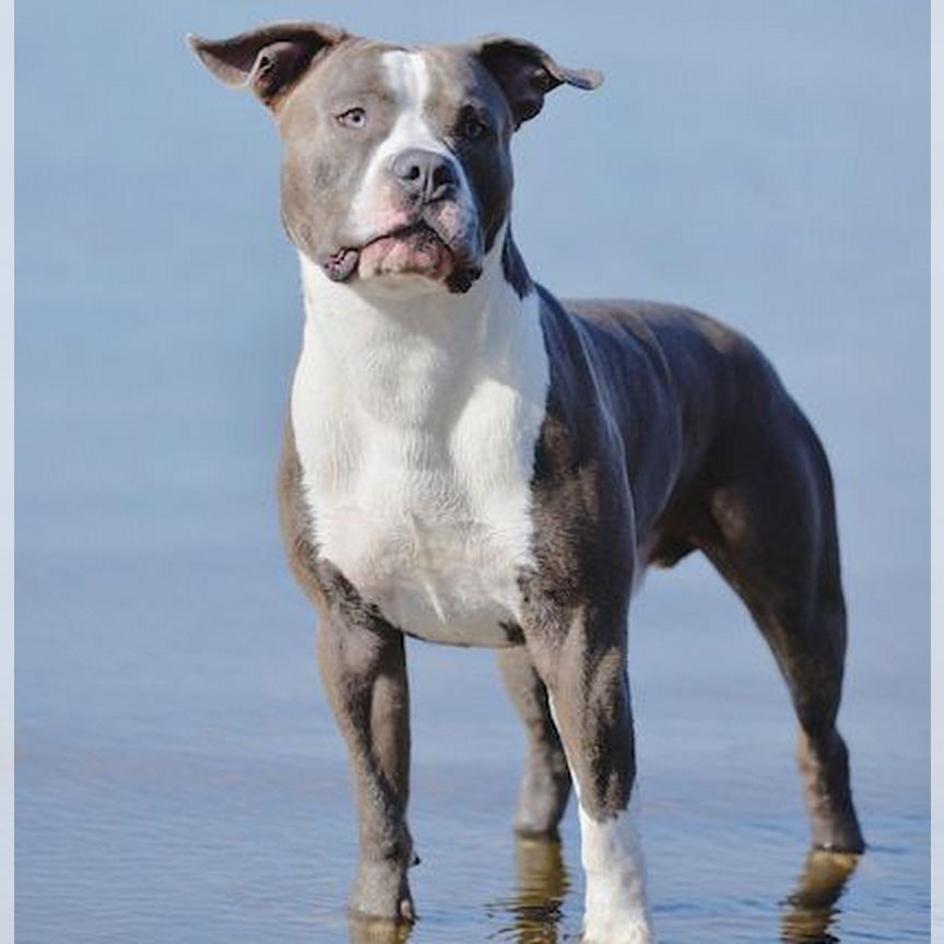 Американский стаффордширский терьер, щенок