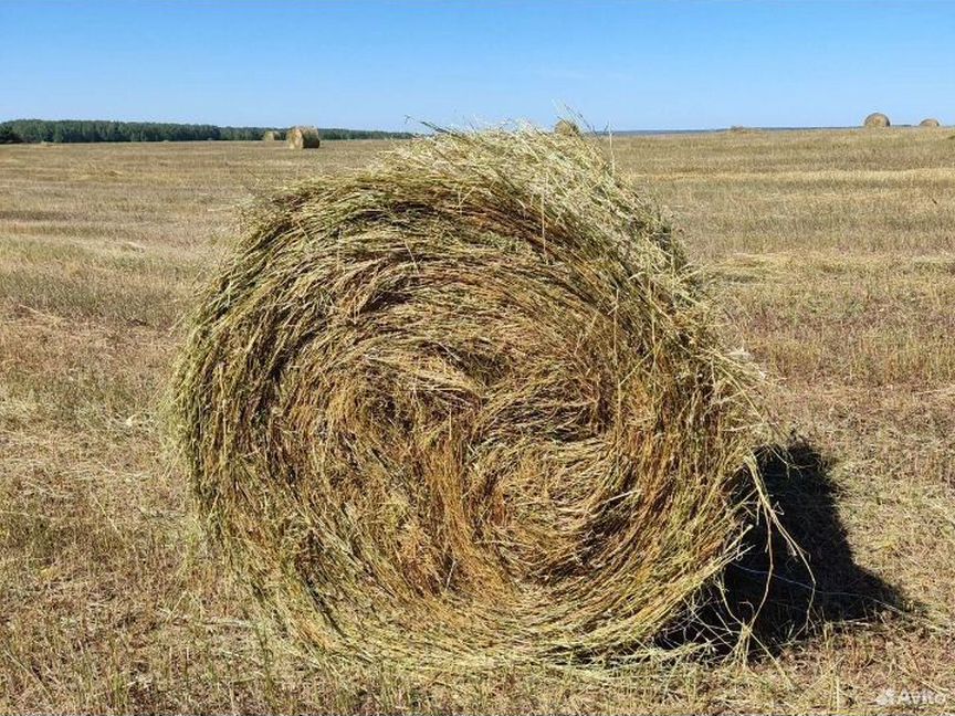 Солома гречка