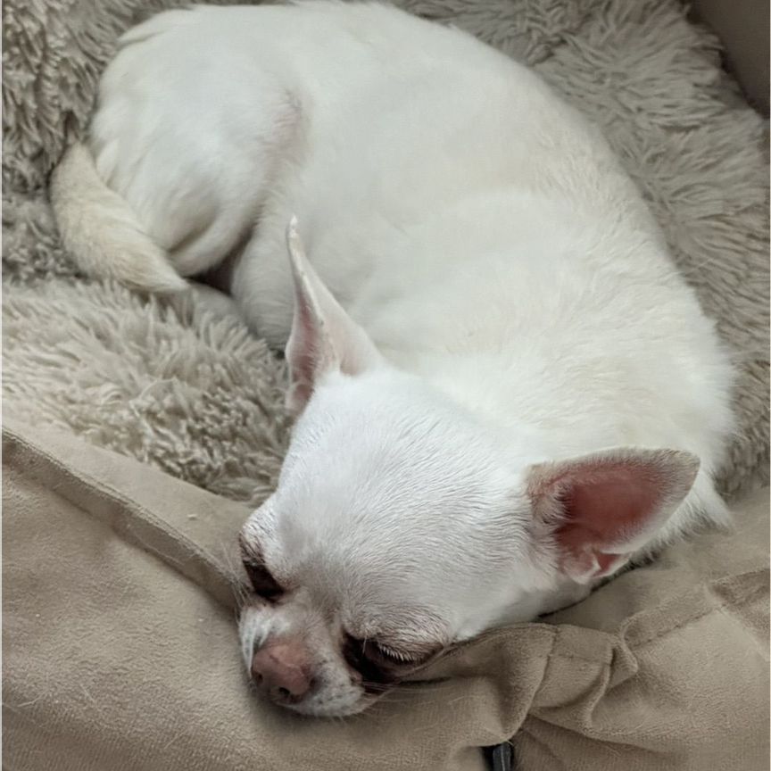 Чихуахуа мини белая