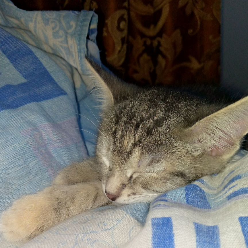 Котенок ищет дом