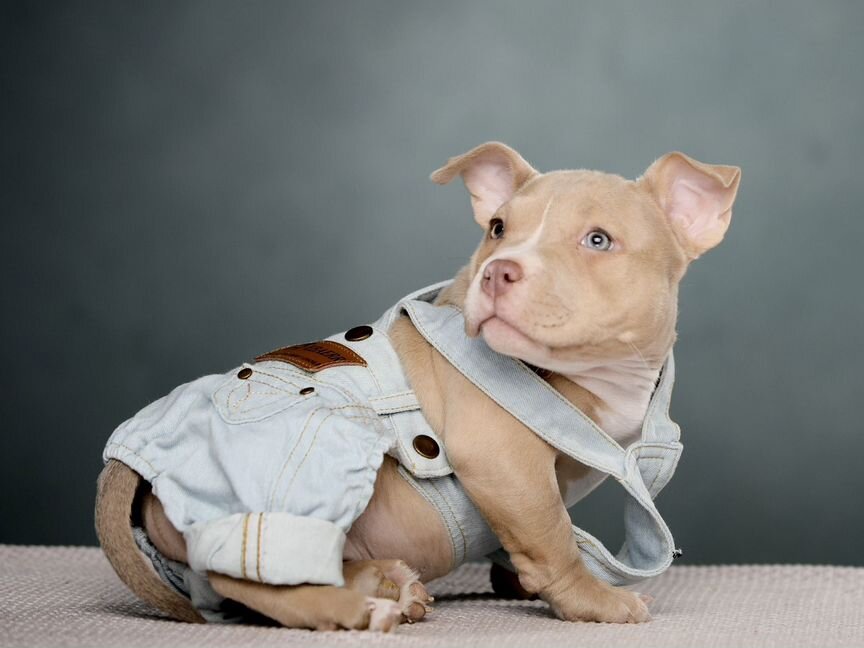 Американский булли микро