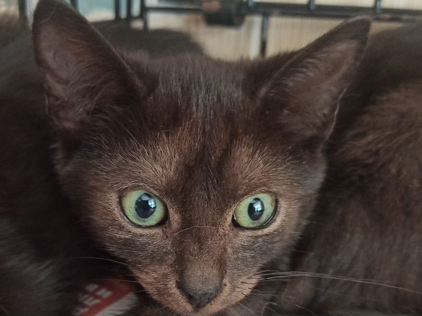Котята черные ищут дом