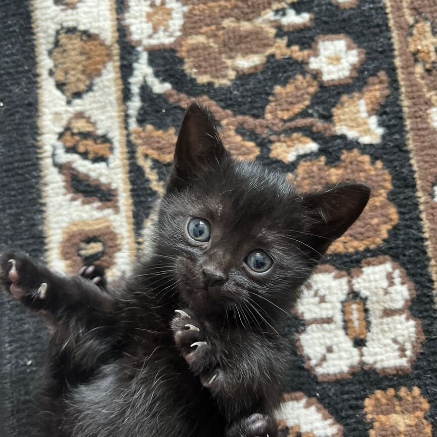 Отдам котят в добрые и заботливые руки