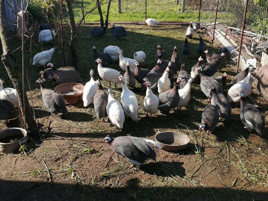 Цецарки мальчики