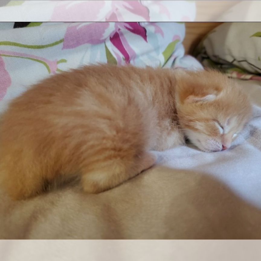 Котёнок в добрые руки
