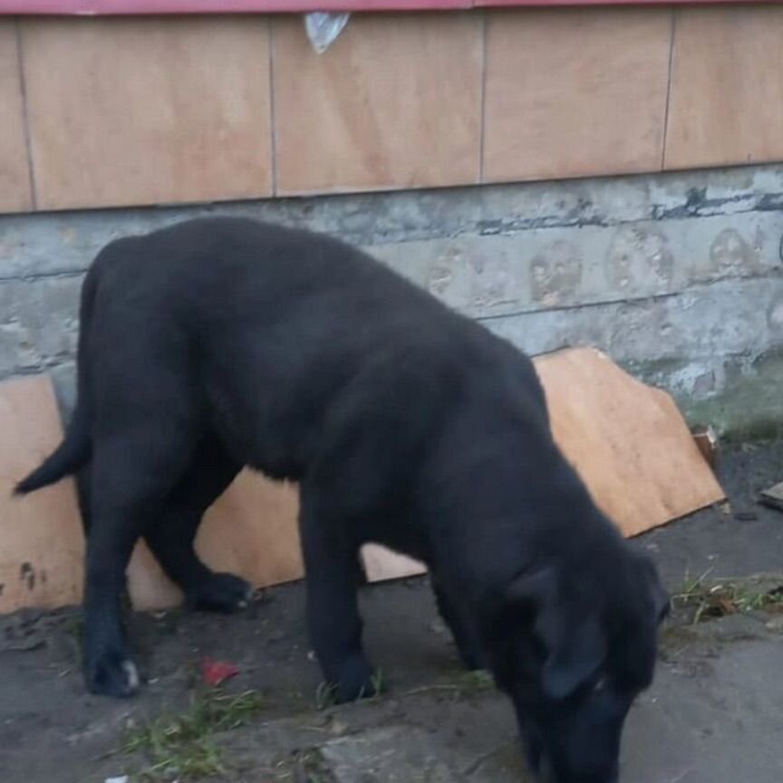 Щенок в добрые руки бесплатно