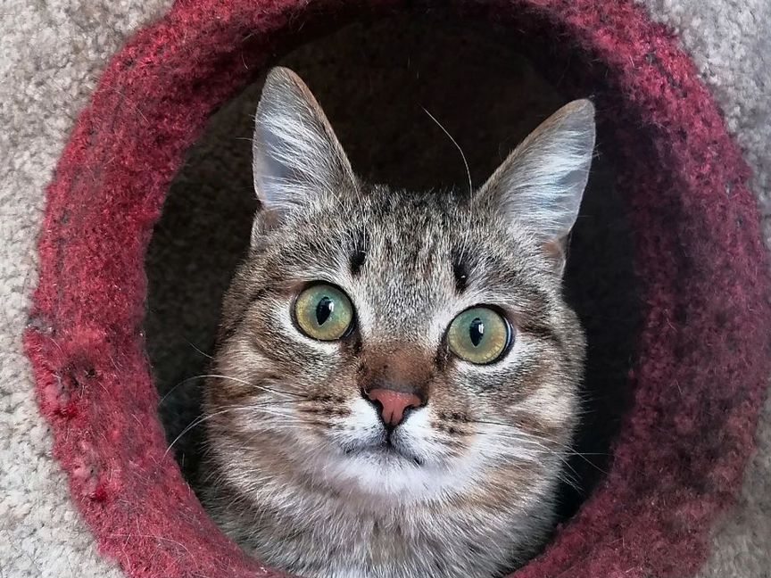 Кот ищет дом