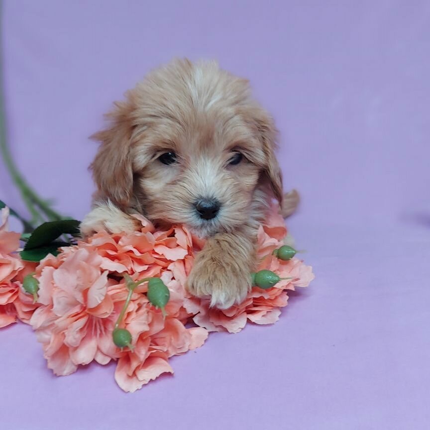Микро девочка мальтипу maltipoo