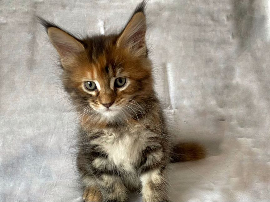 Продам котят мейн куна