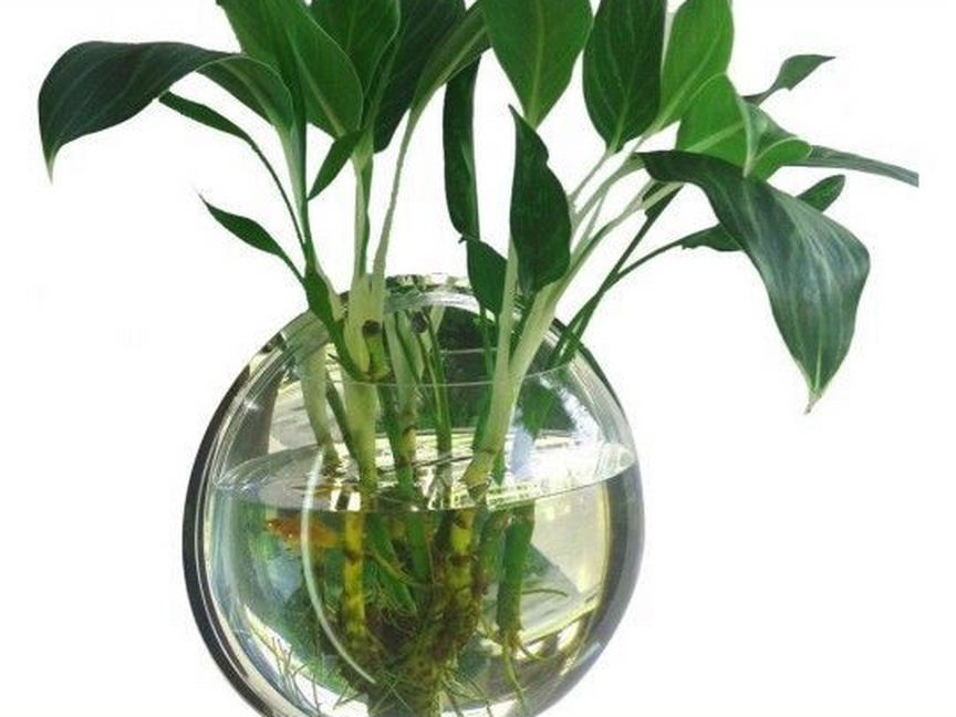 Аквариум-ваза настенный 3 л