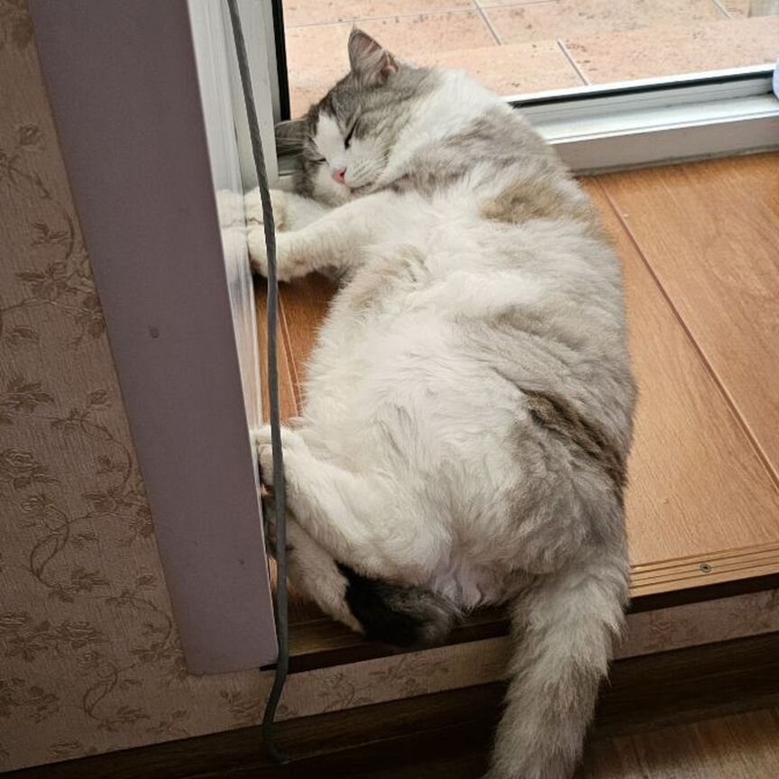 Котик в добрые руки