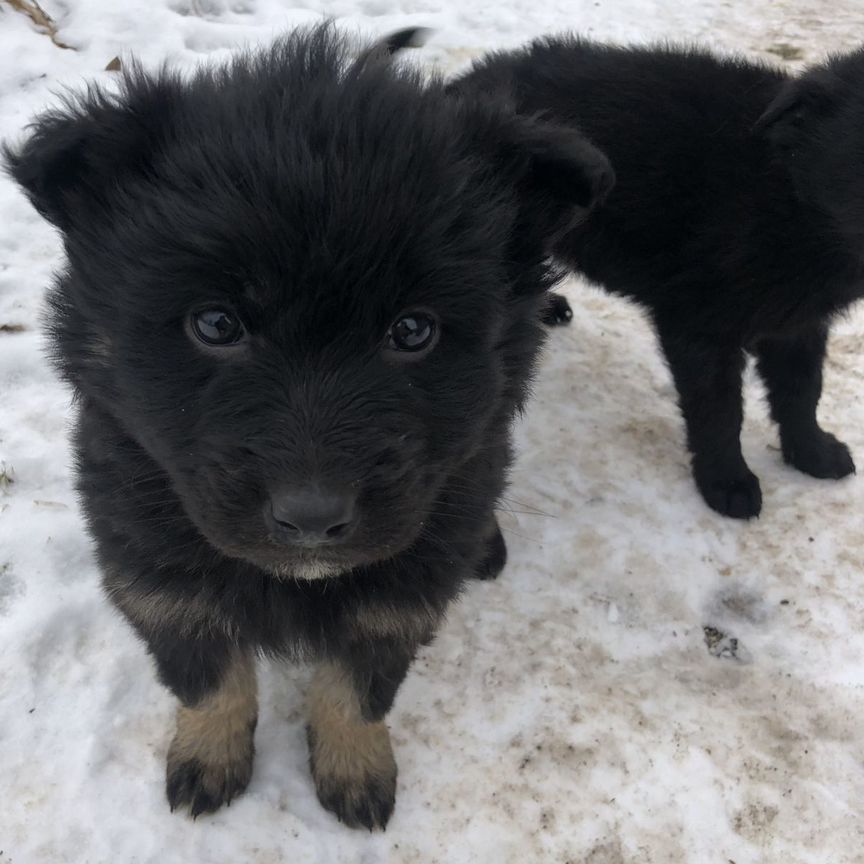 Щенок от частного владельца