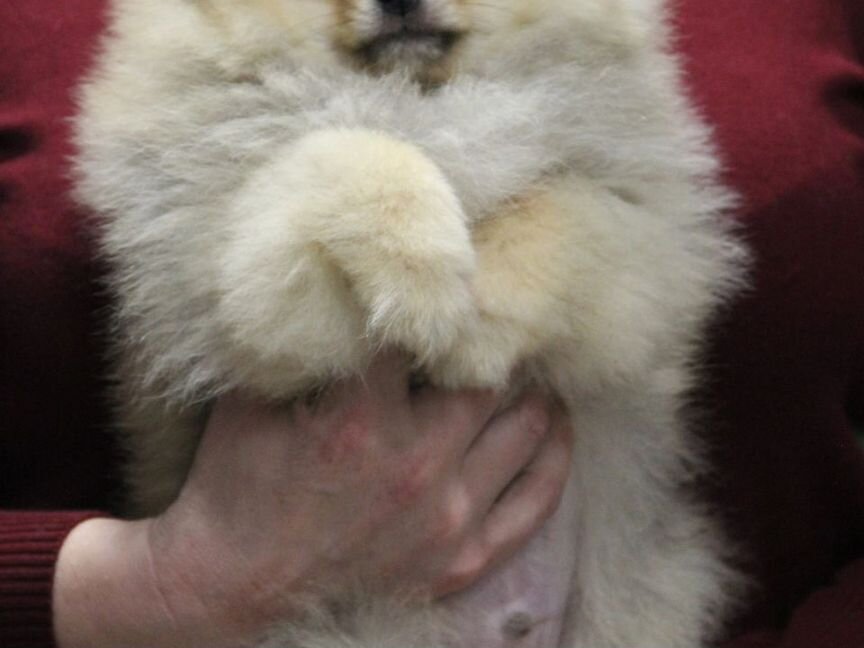 Шпицули детки