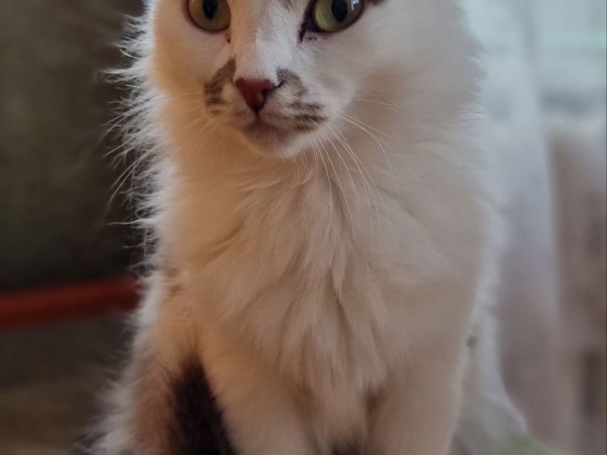 Пушистая кошка